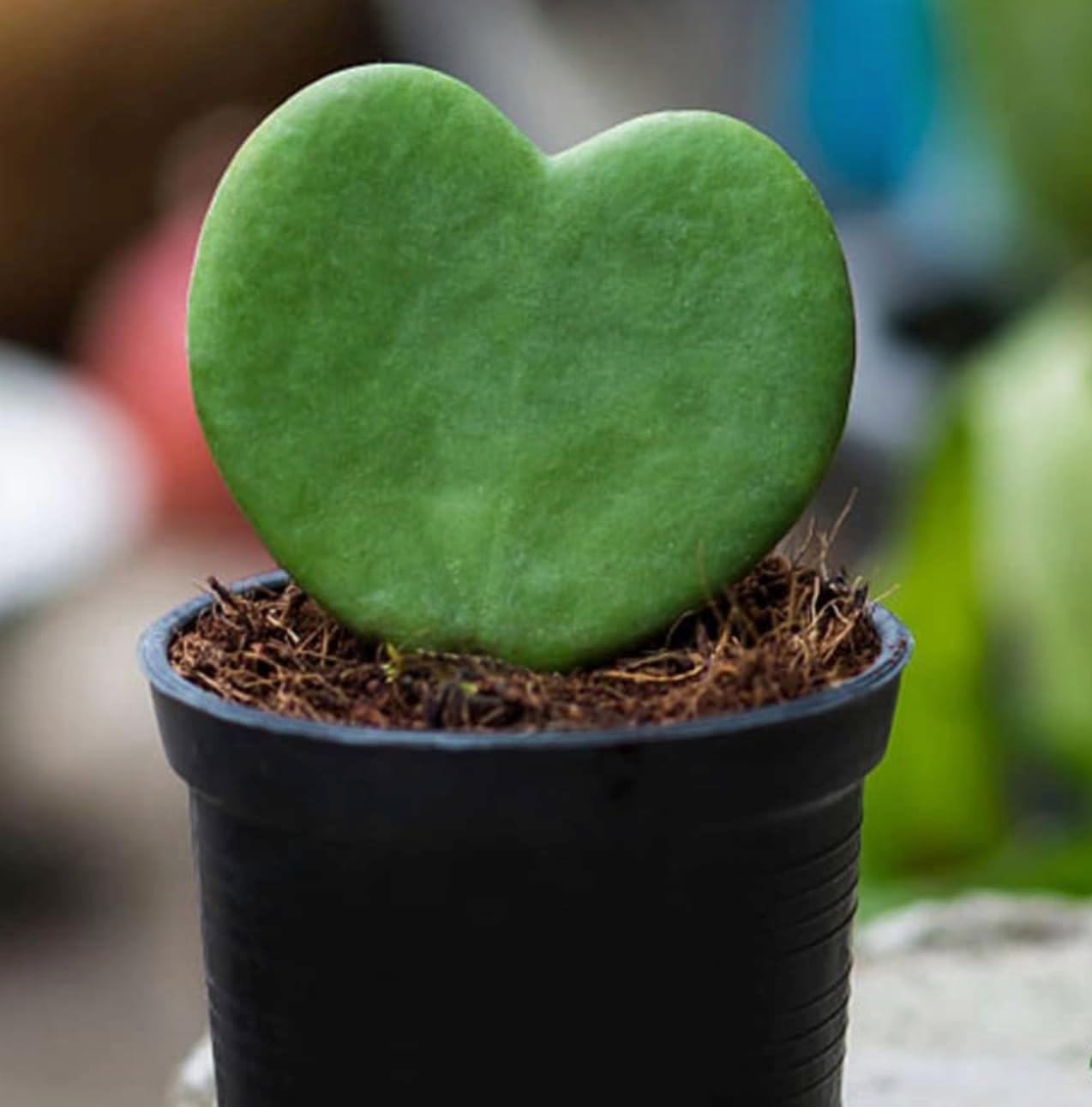 Amazon.com : Hoya Kerrii (Single Heart, Non-Variegated) - 4'' from ...