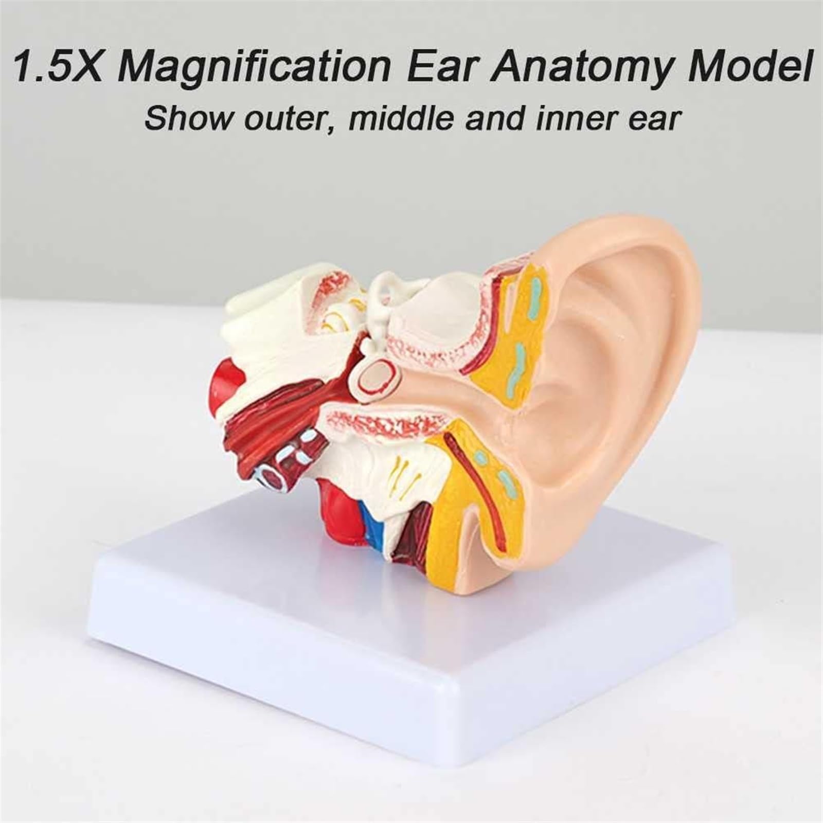 Human Anatomy Model 1.5X Enlarged Ear Anatomy Model-Outer/Middle/Inner ...