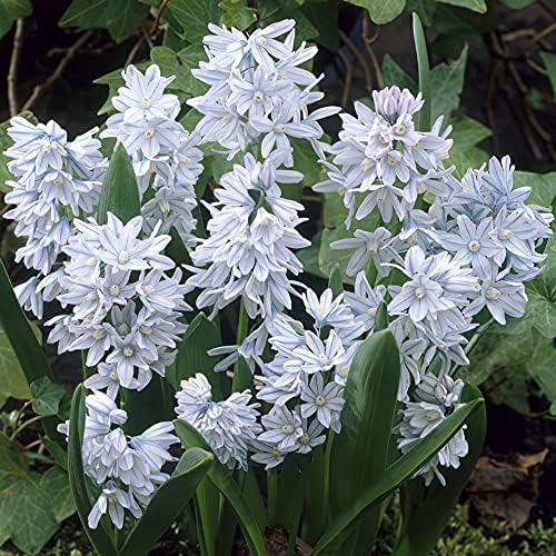 25 x Puschkinia scilloides VAR. libanotica – Spring Flowering Bulbs ...