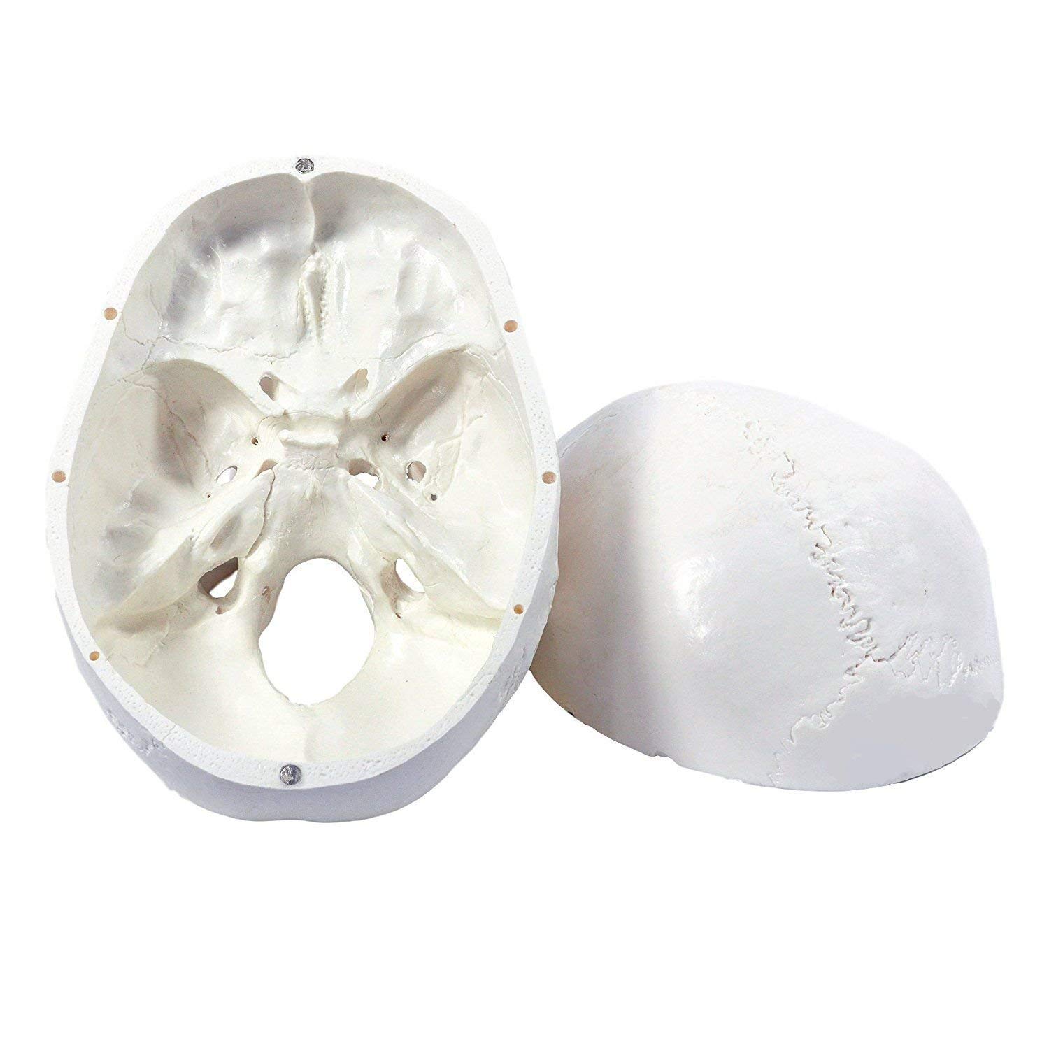 MYASKRO -Life Size Highly Accurate Removable Articulating Jaw Skull ...