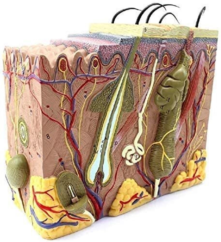 Buy CHIPEL Educational Model, Scientific Research Tissue Dissection ...