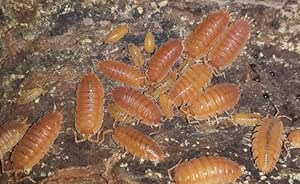 Amazon.com : Live Spanish Orange Isopods (Porcellio scaber) (20) : Pet ...