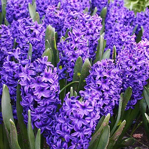 Amazon.com : Blue Jacket Hyacinth Jumbo Pack : Patio, Lawn & Garden