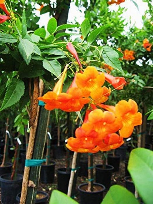 Creative Farmer Tecoma/Tikoma Flower Plant For Balcony Garden - Liven ...