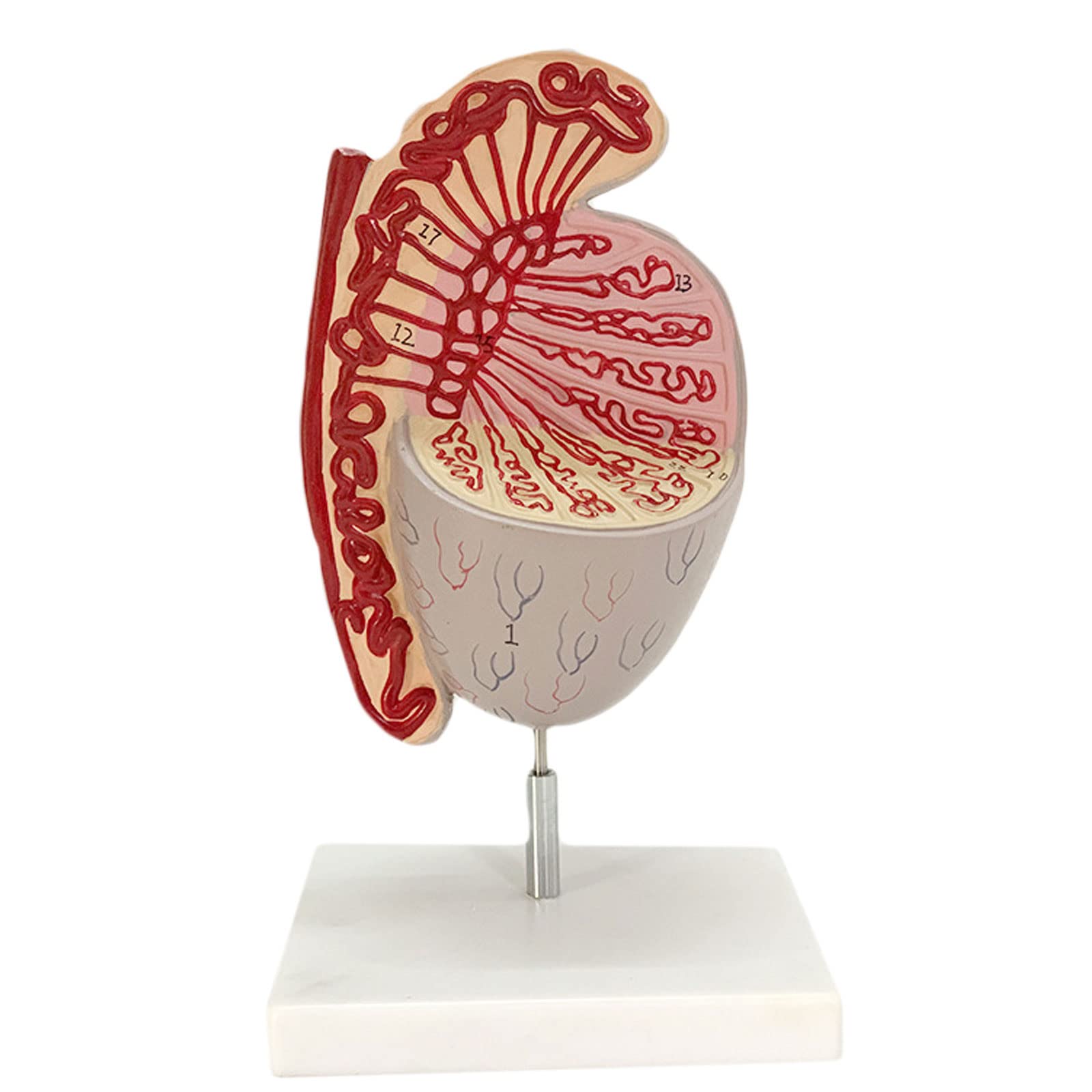 Modelo De Anatomia Testicular Testículos: Anatomía, Estructura Y