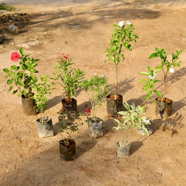 Set of 9 - Jasmine, Variegated Chandni, Hybrid Hibiscus, English Rose ...