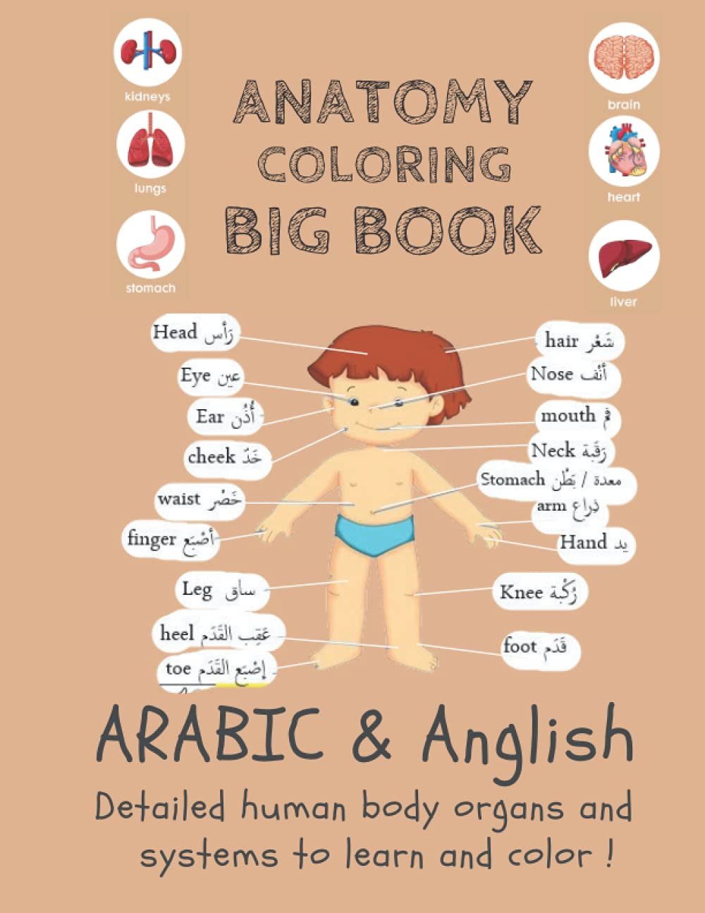 Buy Anatomy Coloring and Activities BIG BOOK, Arabic and English ...