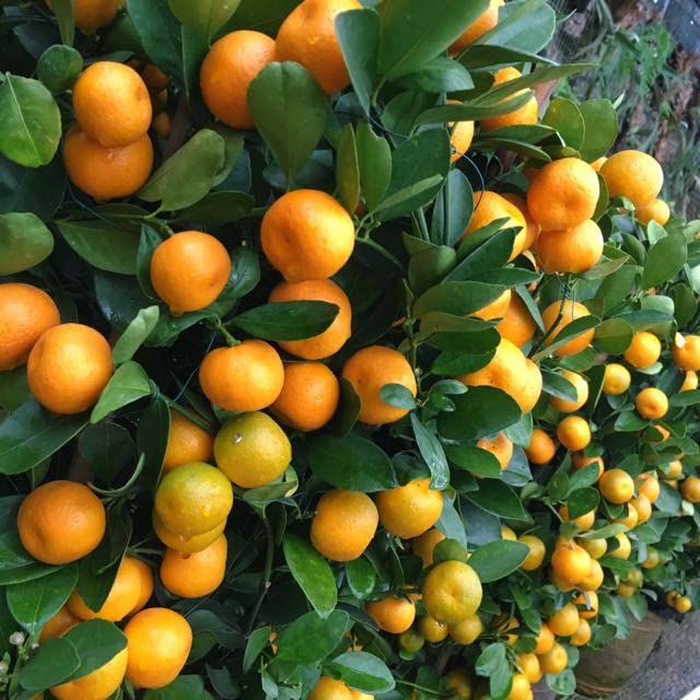 Mini Orange (Kamkot lemon) Live Fruit Plant & Tree (1.5-3.5 Ft Hight ...