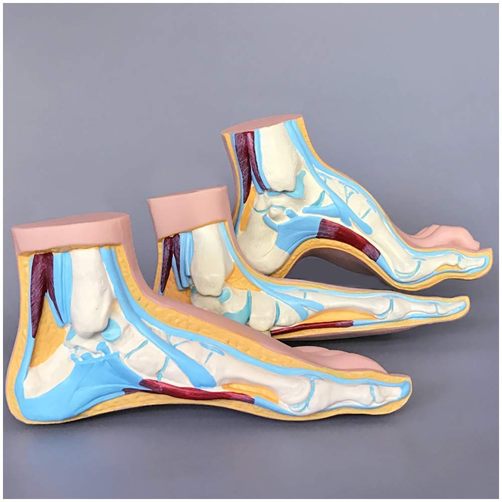 Buy Medical Anatomical Foot Model - Life Size Foot Model Depicts Flat ...
