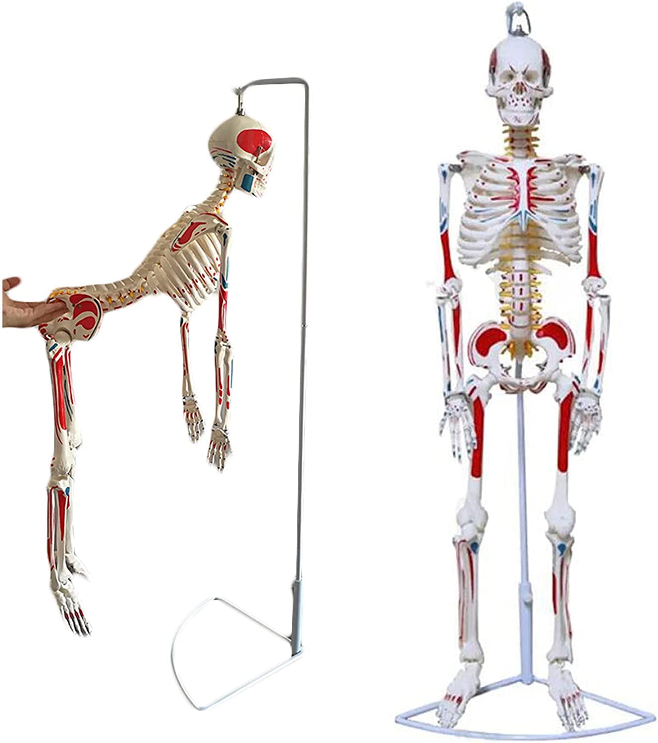 Vero Scheletro Umano Indietro