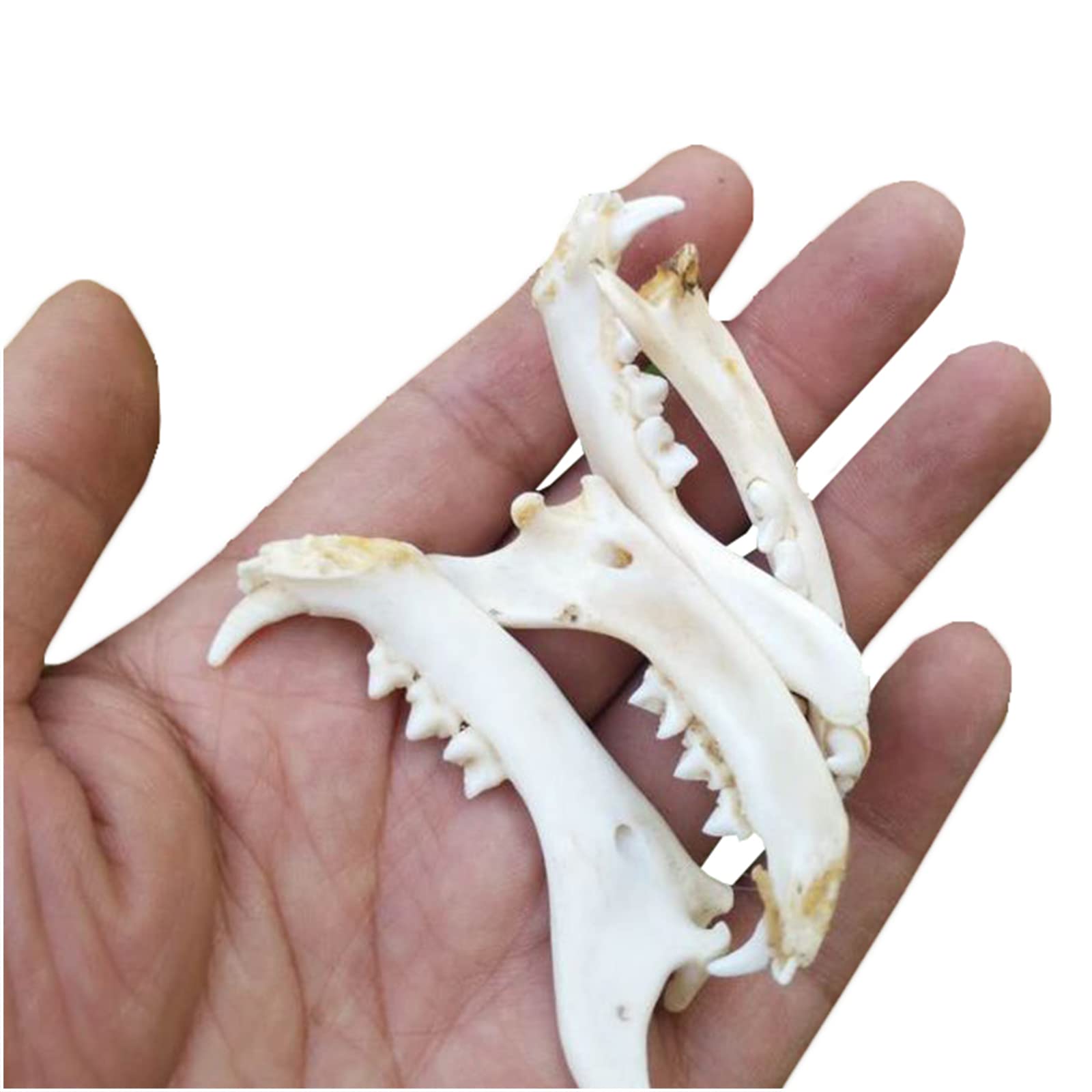 Cat Teeth Diagram Dental Disease In Cats PDSA