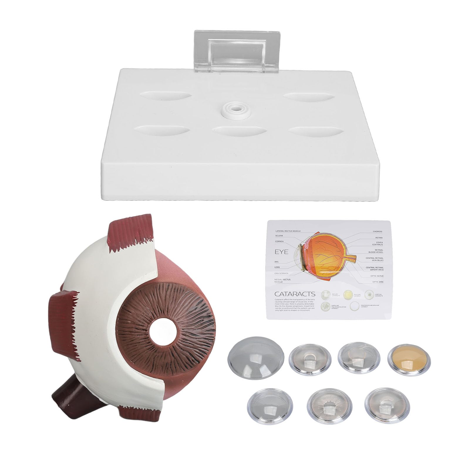 Buy Human Eye Anatomical Model, Accurate Display d Eyeball Explanation ...