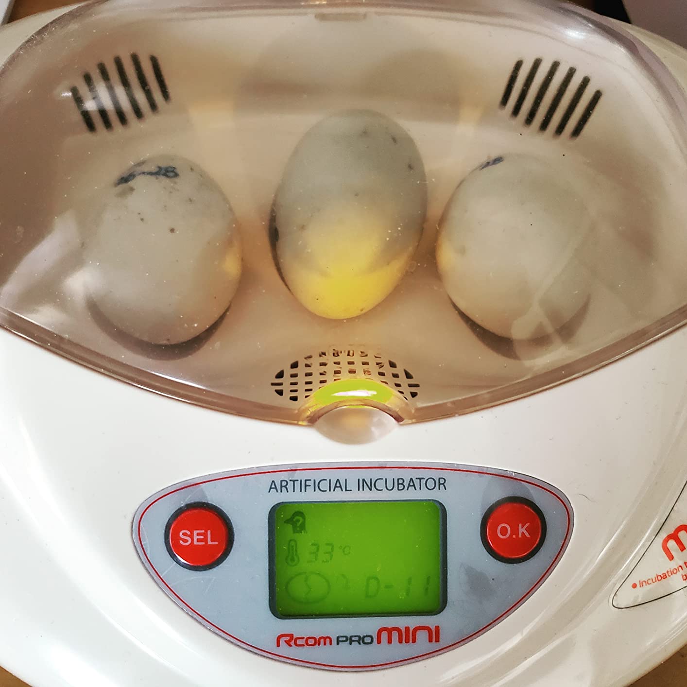 Amazon | 鳥類専用孵卵器 たまぴょミニ RCOM MINI | 恒温器本体 | 産業・研究開発用品 通販