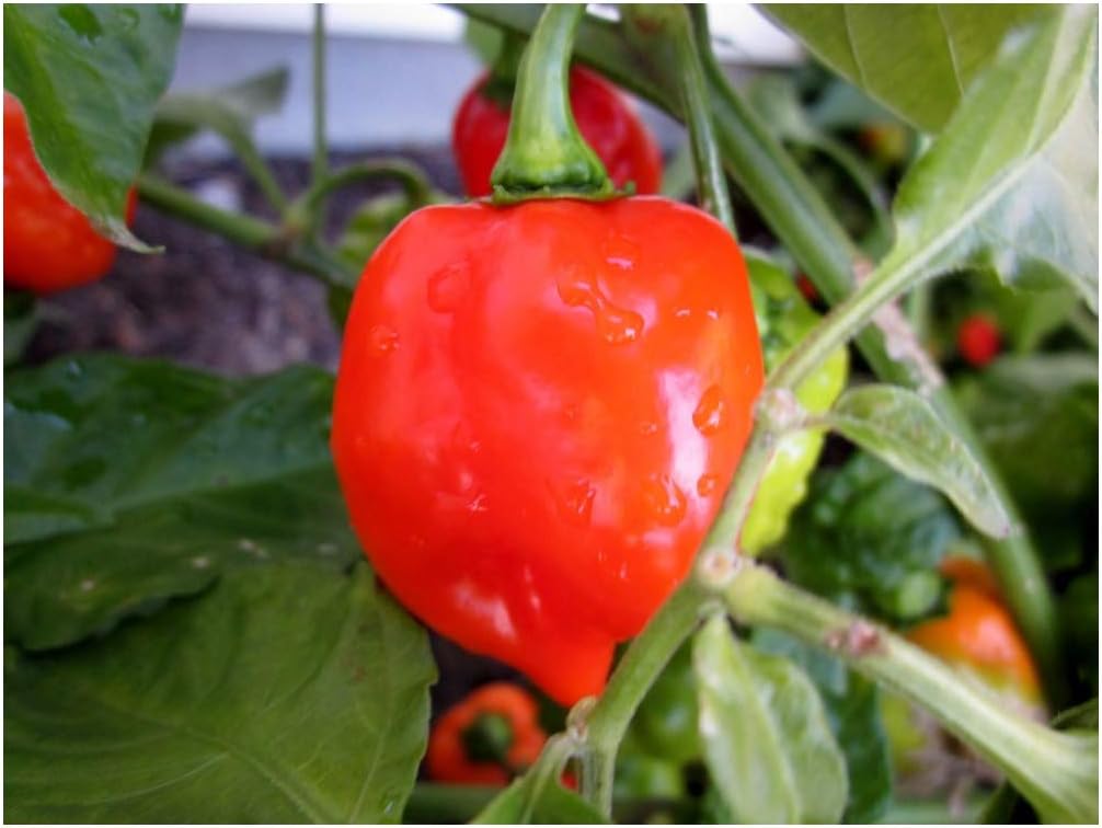 PREMIER SEEDS DIRECT - HOT Chilli Pepper Seeds - NUMEX Suave RED - 40 ...