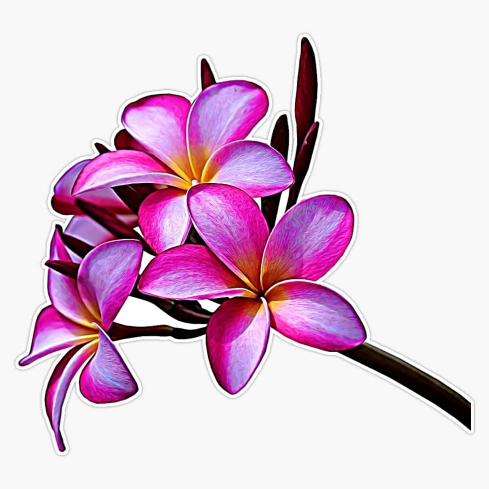 Amazon.com - EB Store Pink Plumeria Vinyl Waterproof Sticker Decal Car ...