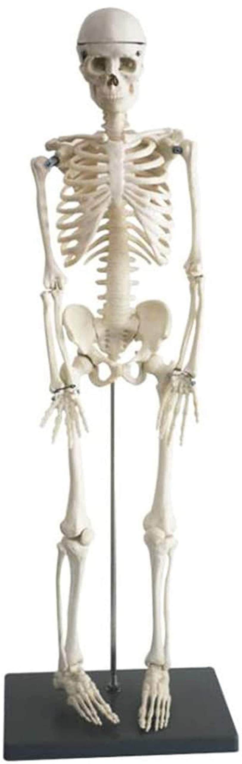 Buy IJNBHU Study Model Anatomy Model Human Skeleton Model - Medical ...