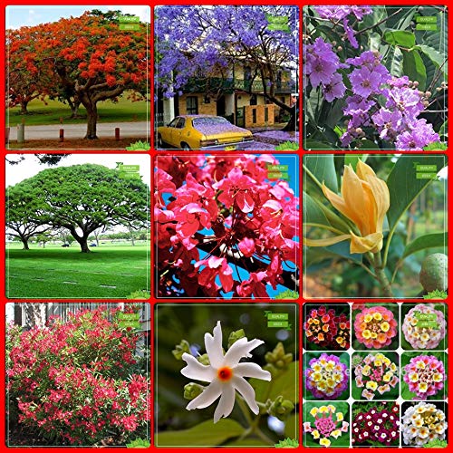 Creative Farmer Fruit Seeds Combo Tree Seeds : Jacaranda Mimosafolia ...