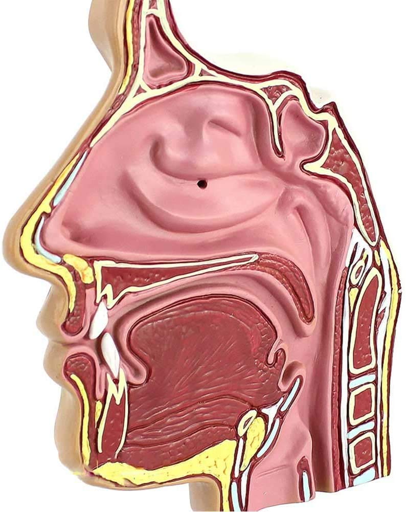 Modelo De Anatomia Da Cavidade Nasal