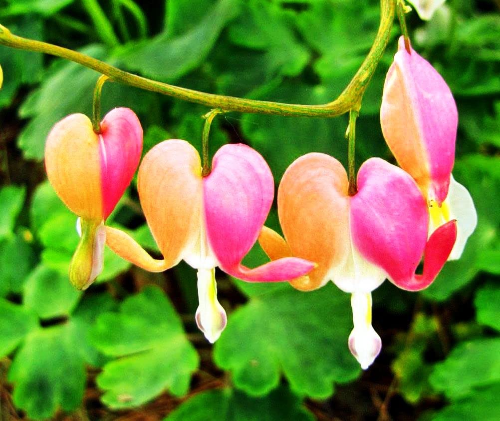 Red Bleeding Heart Flower
