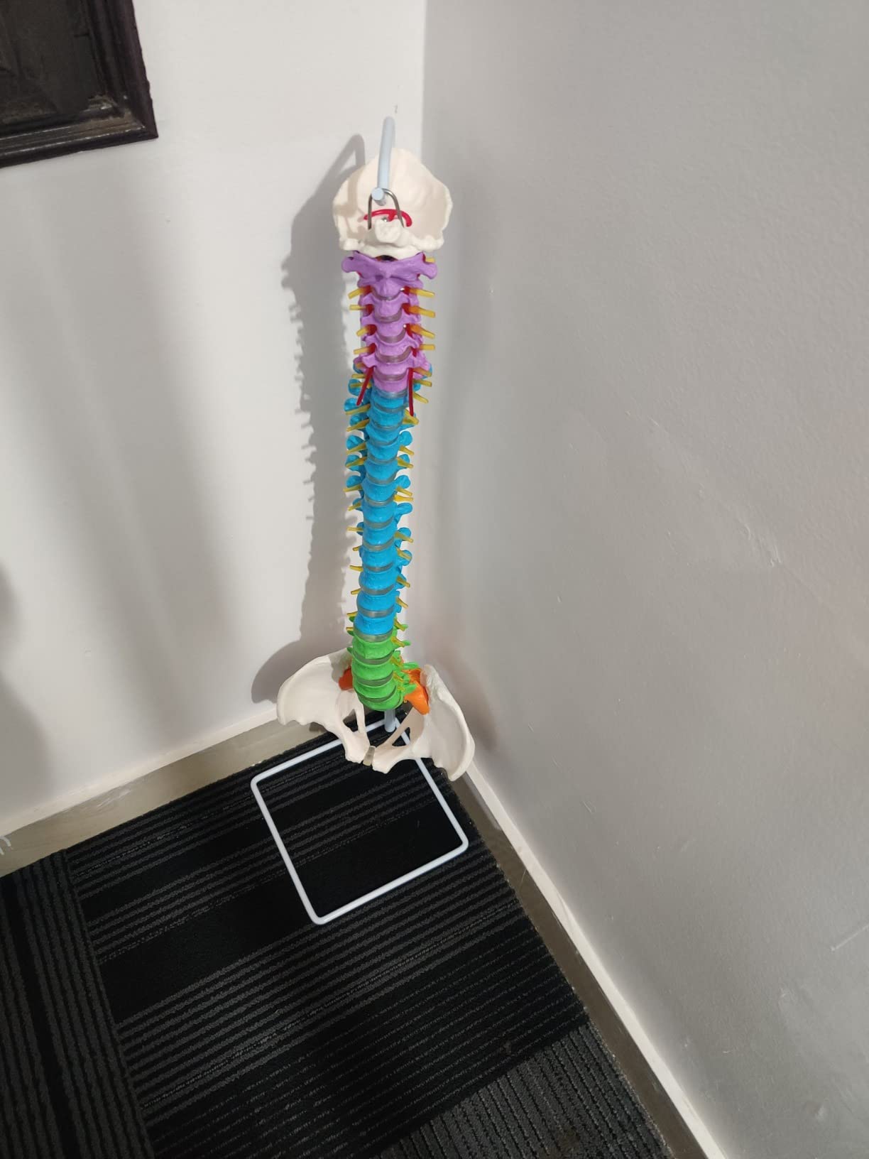 Flexible Anatomy Spine Model 85cm/33.46in Bendable with Holder Stand ...