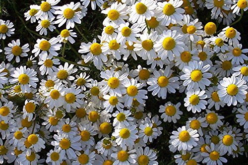 Creative Farmer Flower Seeds : Mayweed Flower Seeds Growing Garden Home ...