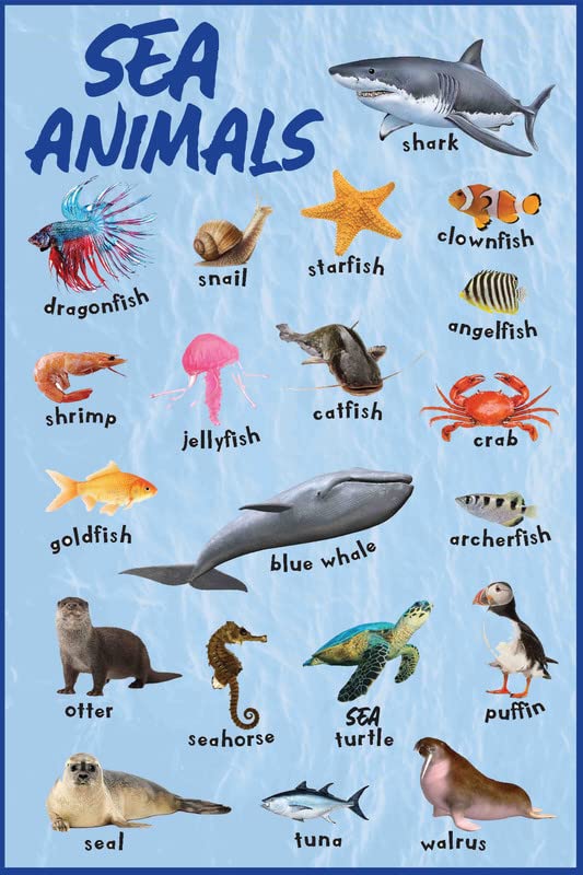Learn Real Sea Animals For Kids Learn Animals Name In Toys On X: