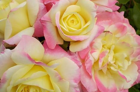 Amazon.com: Music Box Easy Elegance Rose - Live Plant - Trade Gallon ...