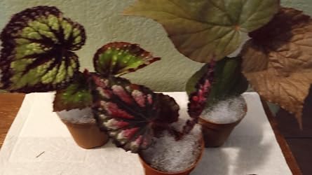 Amazon.com : BubbleBlooms Begonia Rex Assortment, in 2 inch pots, Set ...