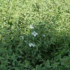 Philadelphus Microphyllus Small Leaf Pipe Shrub 60-80 : Amazon.de: Garden