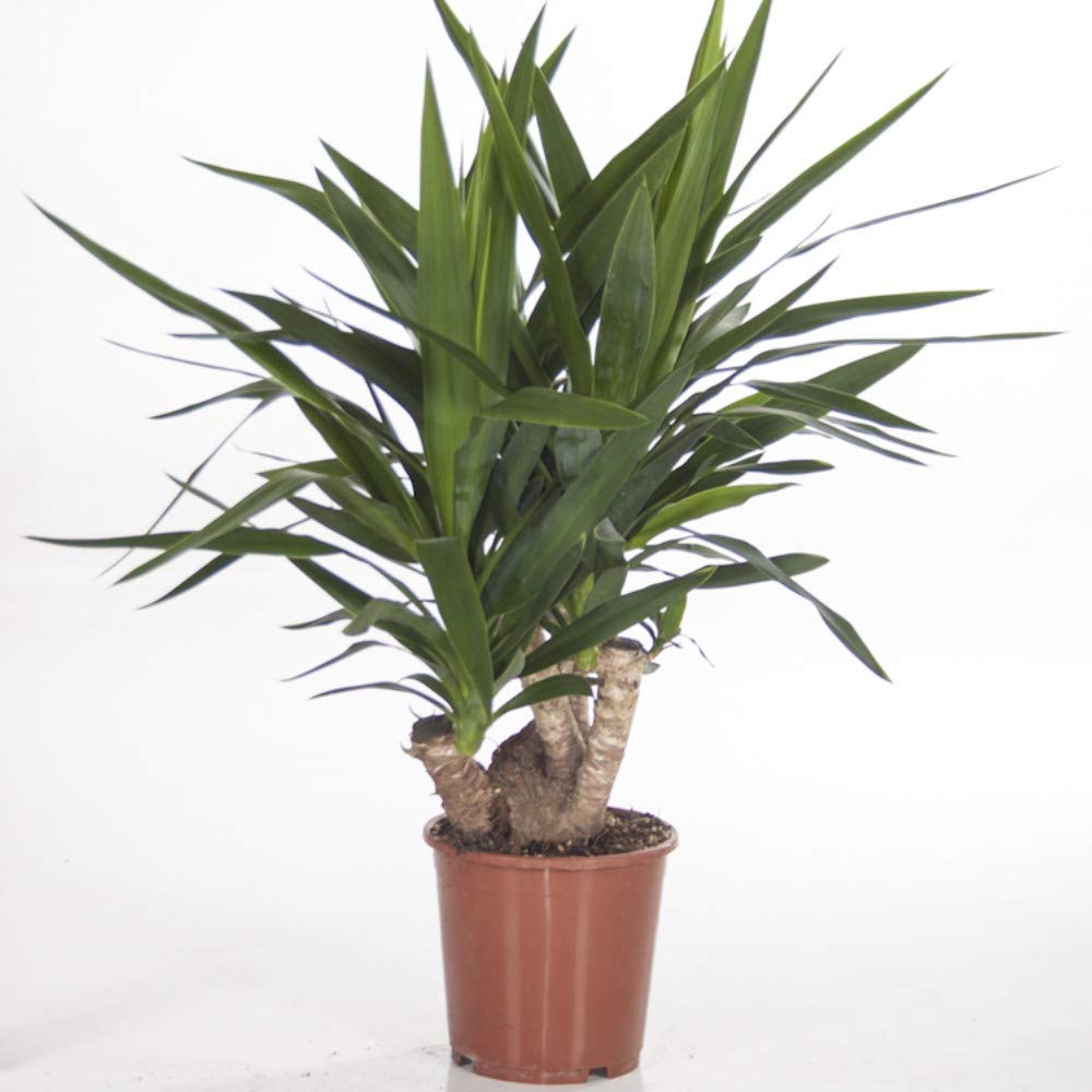 Large Yucca House Plant Easy to Grow and Undemanding Spineless Yucca ...