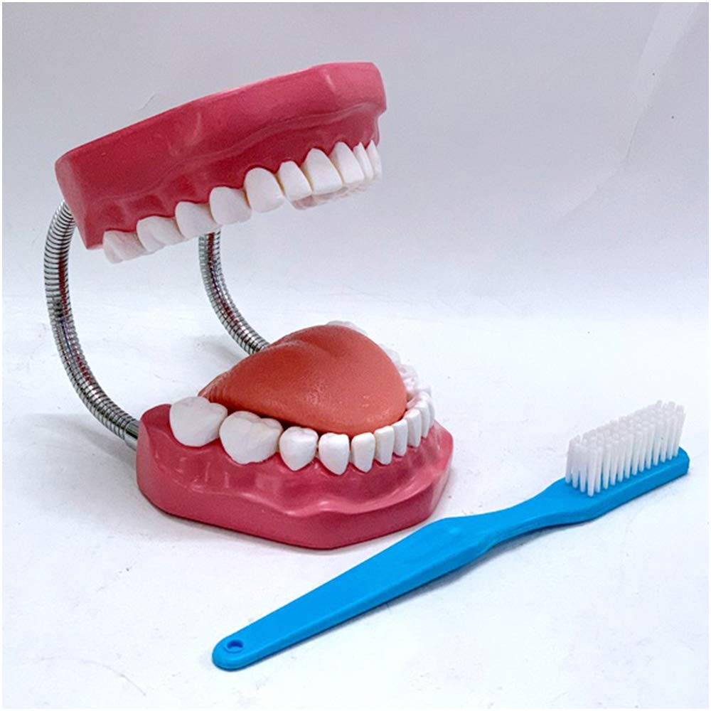 Buy FXQ Simulation Oral Tooth Model - Oral Care Tooth Model Tooth Care ...