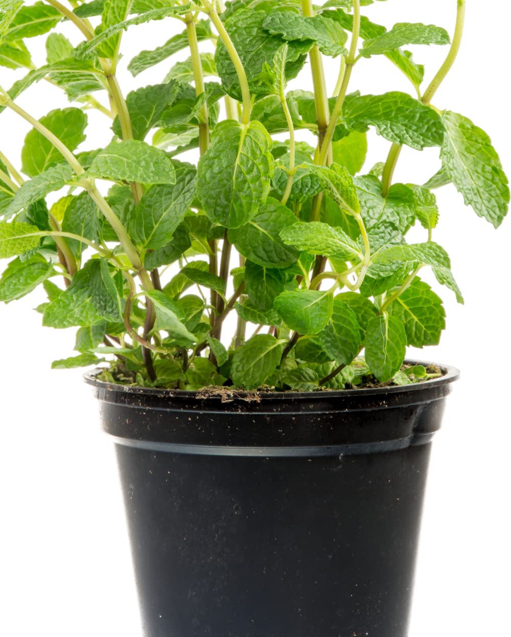 Plantsouk Mint plant - Pudina plant Medicinal Plant (Healthy Live Plant ...