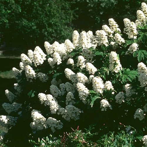 Best Perennial Bushes for Full Sun: Durable Shrubs and Perennials for ...