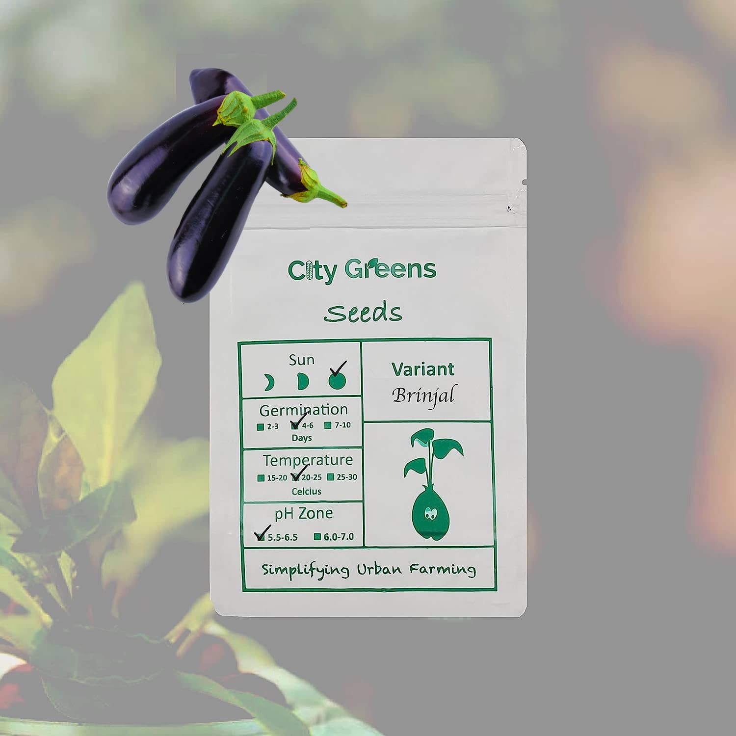 City Greens Brinjal(Baigan) Vegetable Seed - 50 Seeds : Amazon.in ...