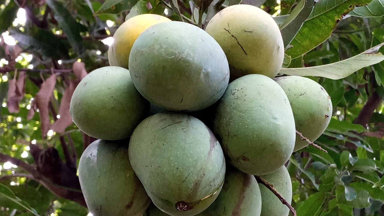 ROYAL LAND Rare Dwarf Hybrid Grafted Mango Live Plant Mangifera indica ...