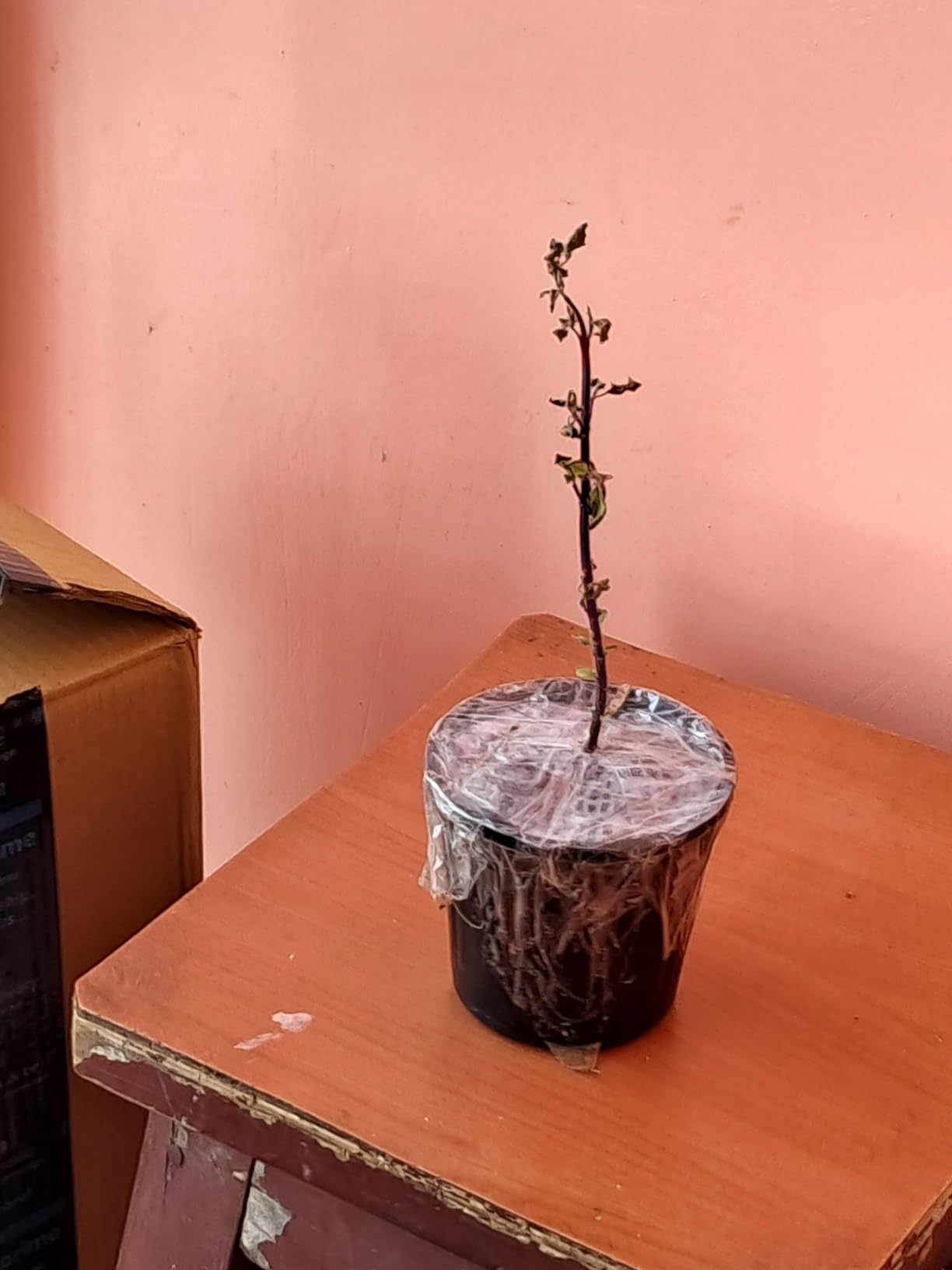 Live Root Live Tulsi Herbal Live Plant | Tulsi Plant (Rama Tulsi ...