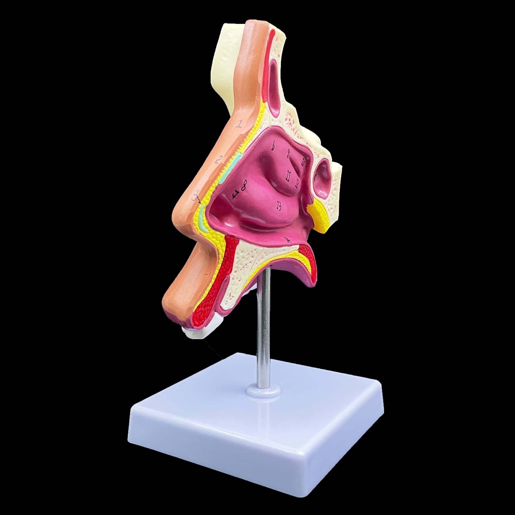 Nasal Cavity 3d