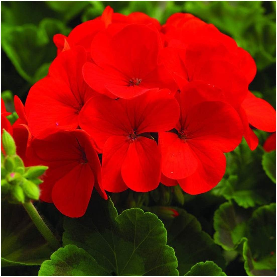 Geranium F1 Horizon Scarlet Pelargonium Mini Plug Plants x 20 for ...