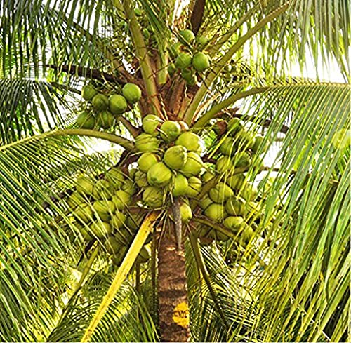 Dwarf Rare Coconut Tree / Thengu / Nariyal Plant : Amazon.in: Garden ...