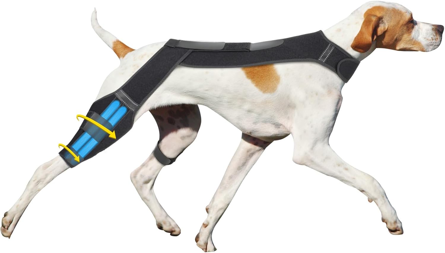 Amazon.com : Dog Knee Brace for Torn ACL Hind Legs, Anti-slip Dog Leg Braces for Back Legs with ...