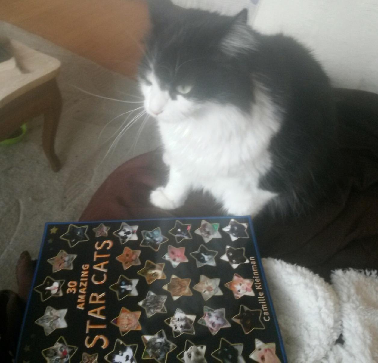 30 Amazing Star Cats: Poems about Very Special Cats: Kleinman, Camille ...