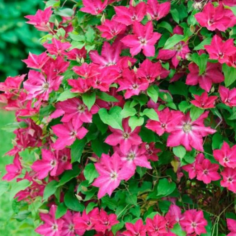 Climbing Clematis Purple Pink, Clematis Vine Plant Live in 4" Pot ...