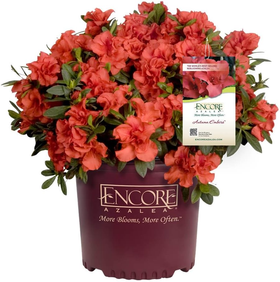 Amazon.com : Encore Azalea Autumn Embers (1 Gallon) Red - Orange ...