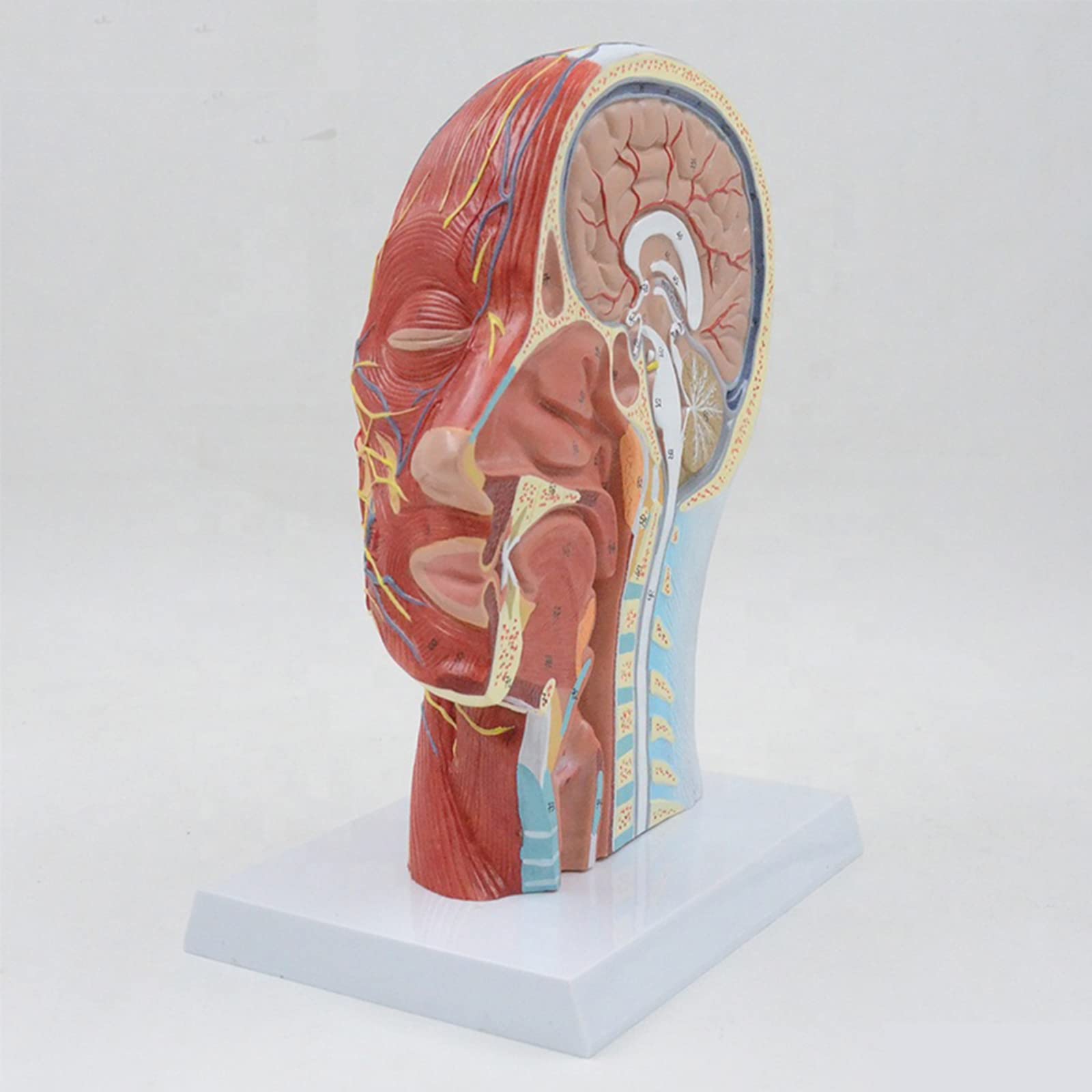Buy FJUAN Head Anatomy Model, 1:1 Human Head Superficial Neurovascular ...