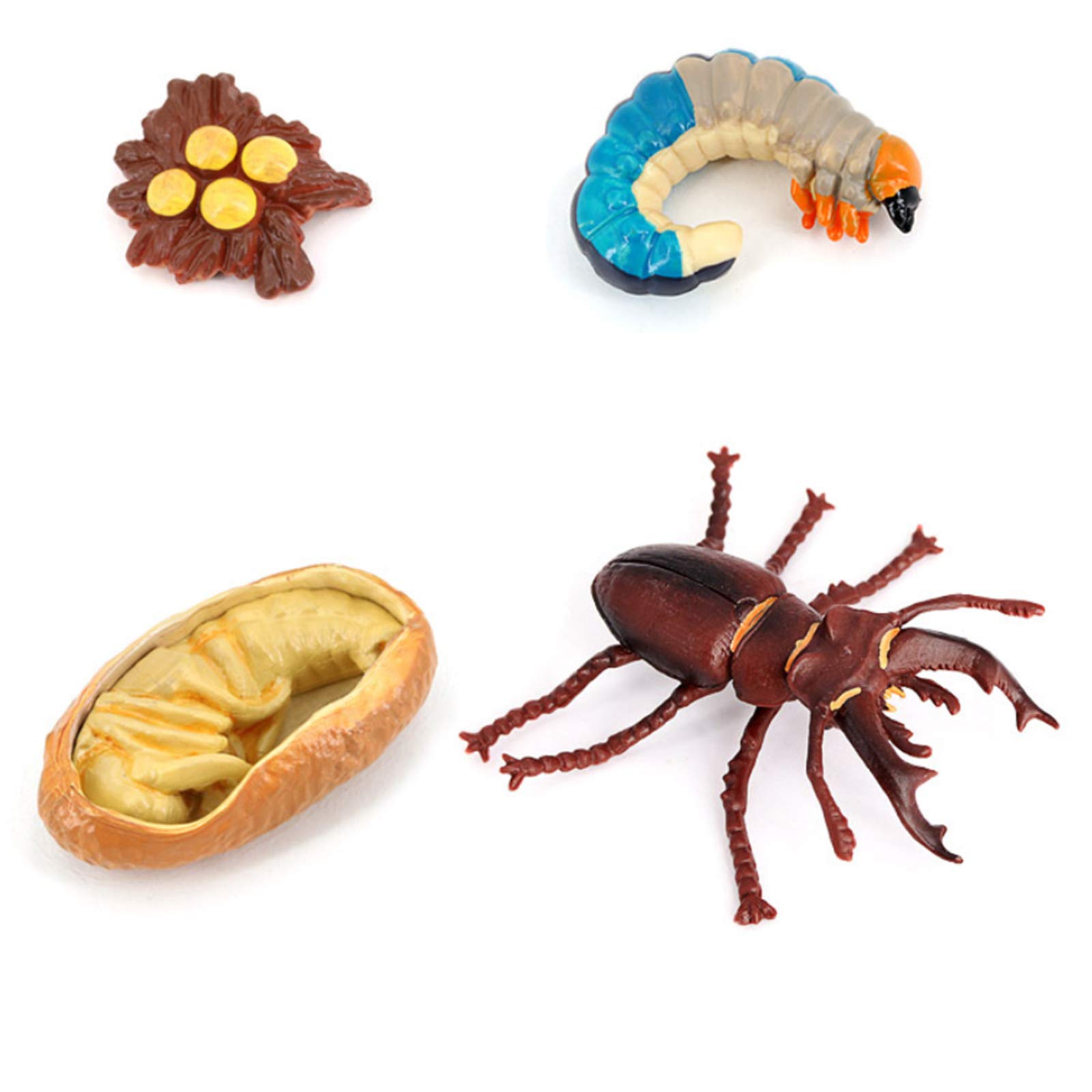 Buy Stag Beetle Growth Cycle, Animal Growth Cycle Biological Model ...