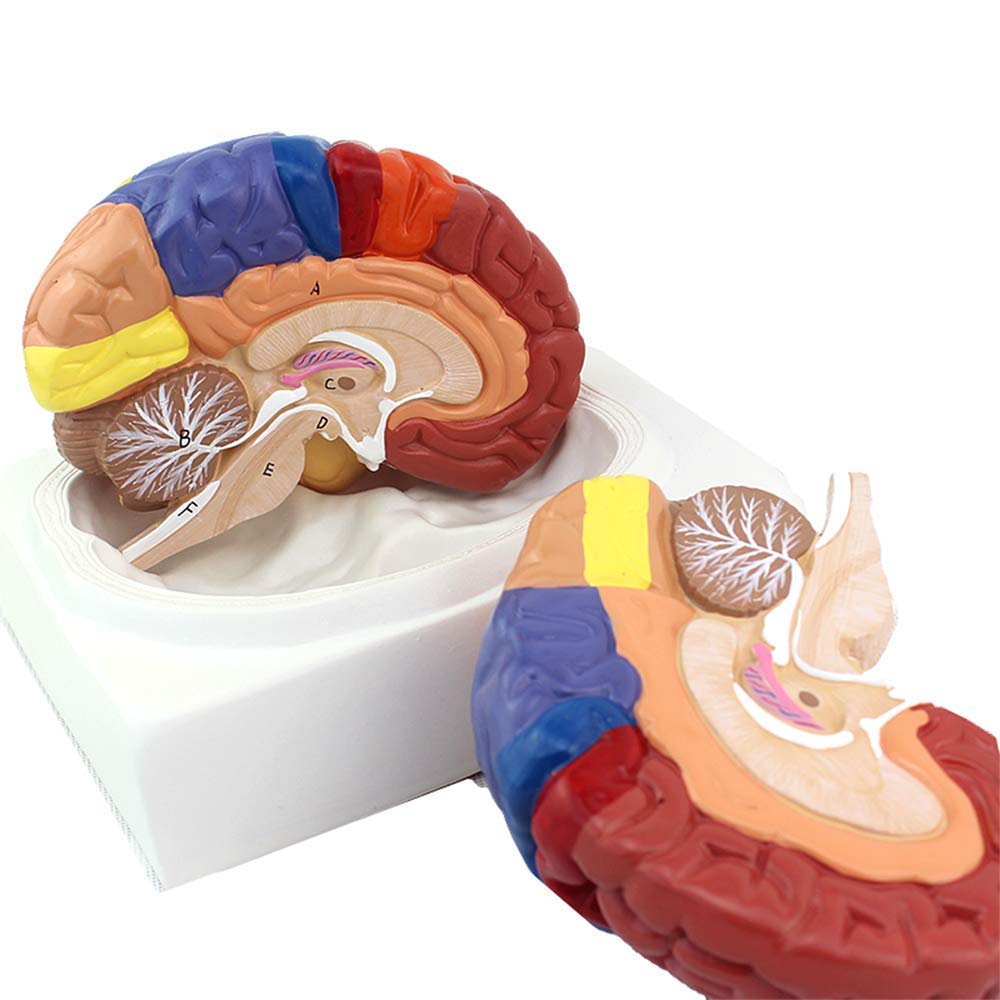 Buy DBSCD Anatomical Humanbrain Model - Humanbrain Anatomical Model ...