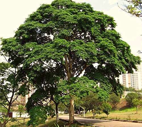 Creative Farmer Lucky Tree Plant Seeds Coral Wood Medicinal Plant Seeds ...