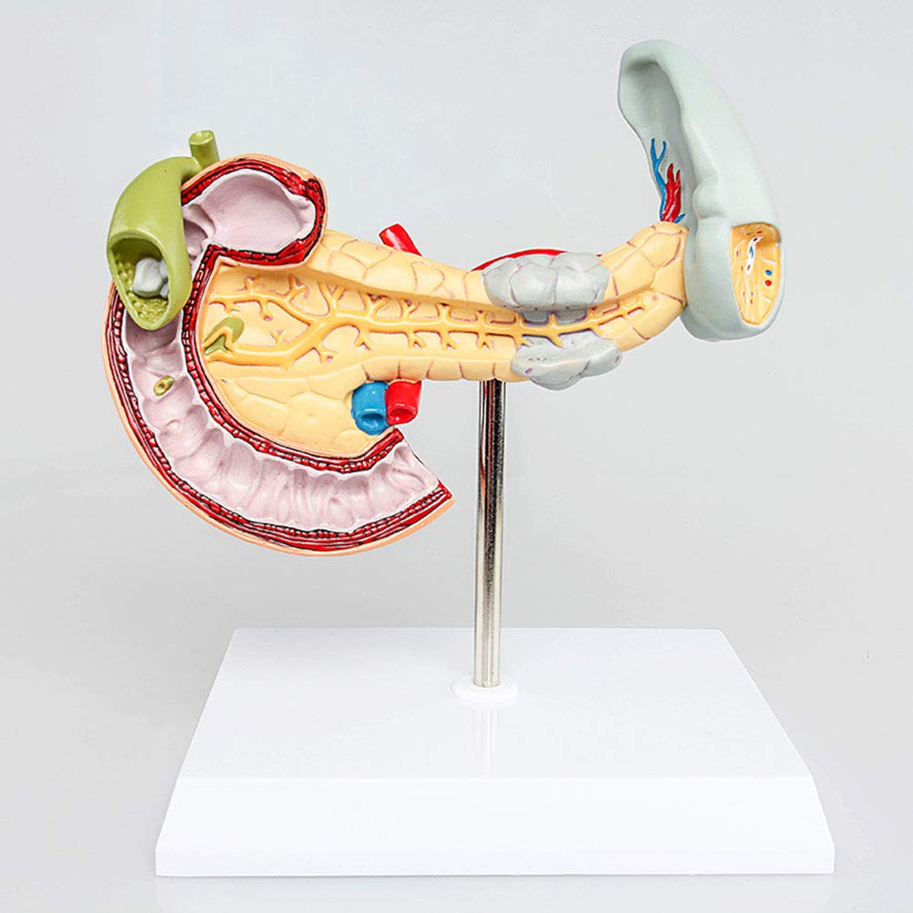 Buy LTLGHY Human Organ Anatomy Model - Human trointestinal Organ Model ...