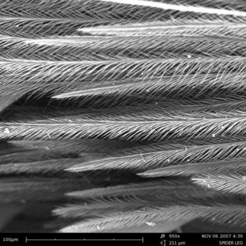 Amazon.com: Metal Spider - Single : Alice Gun: Digital Music