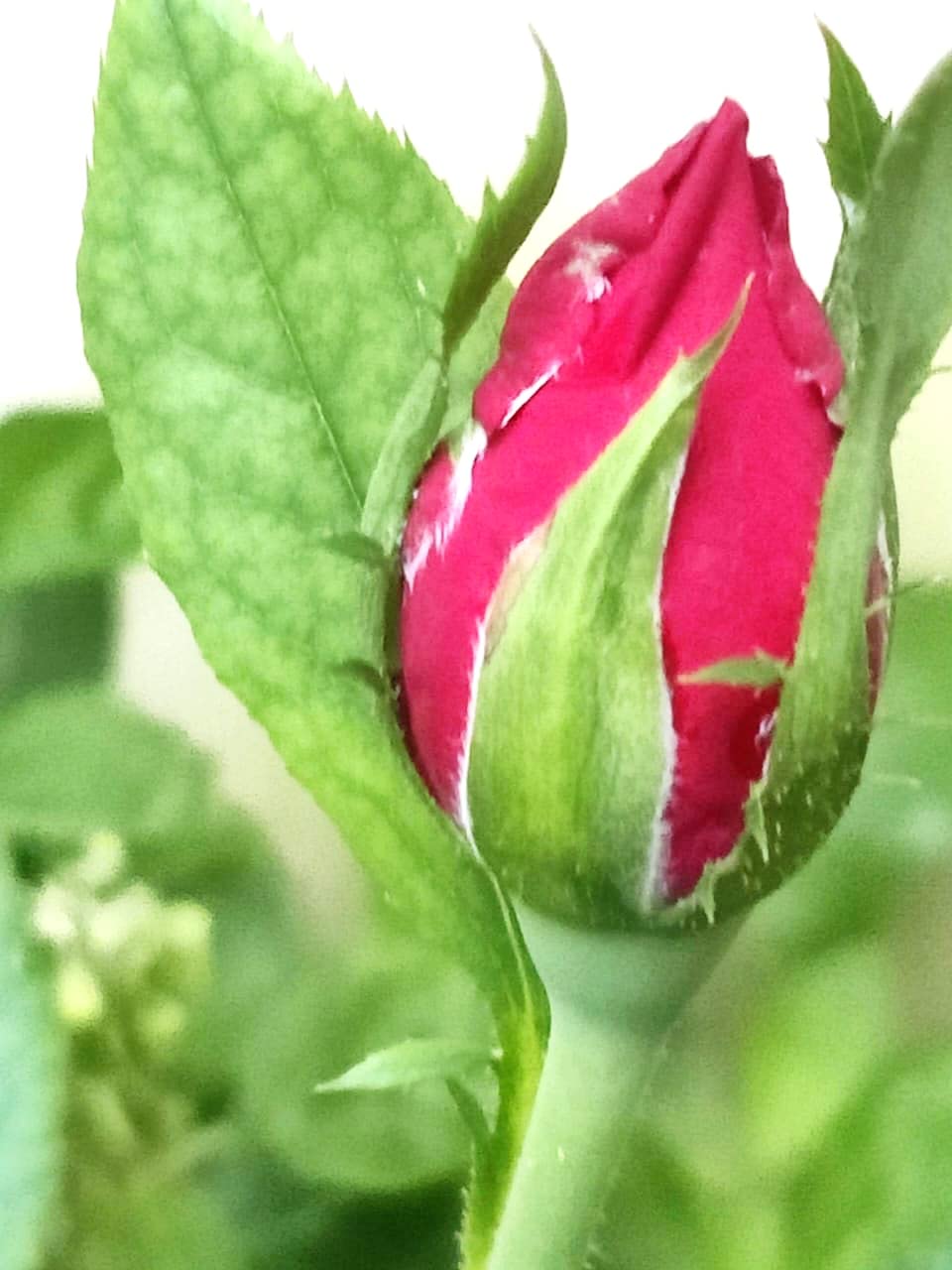 NATURE WORLD PREMIUM HYBRID 7 DAYS BIG SIZE FLOWER PINK COLOUR HEALTHY ...